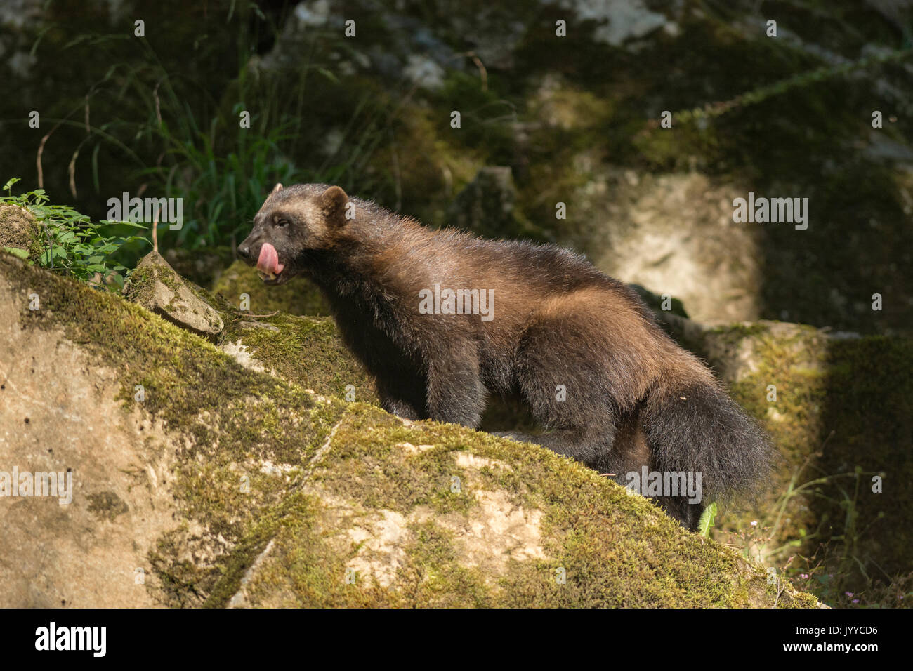 North american wolverine hi-res stock photography and images - Alamy