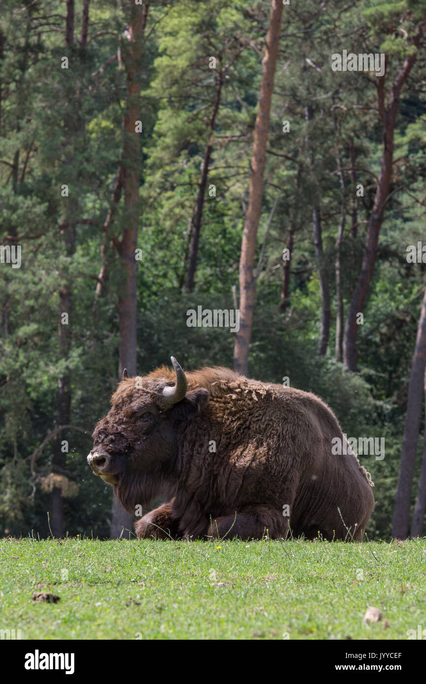 Grazing cattle bison hi-res stock photography and images - Alamy