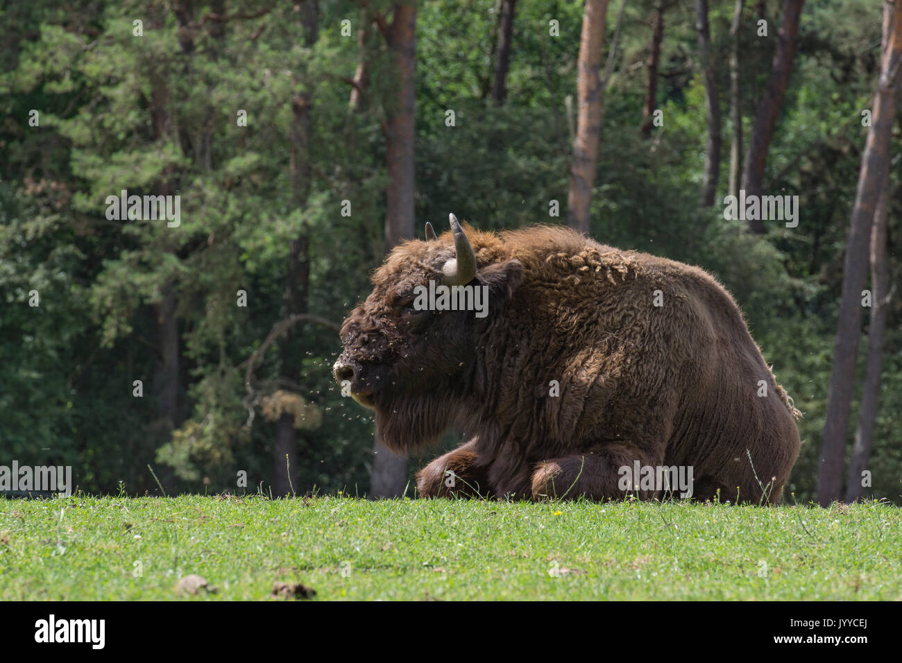 Bison herd bonasus hi-res stock photography and images - Alamy