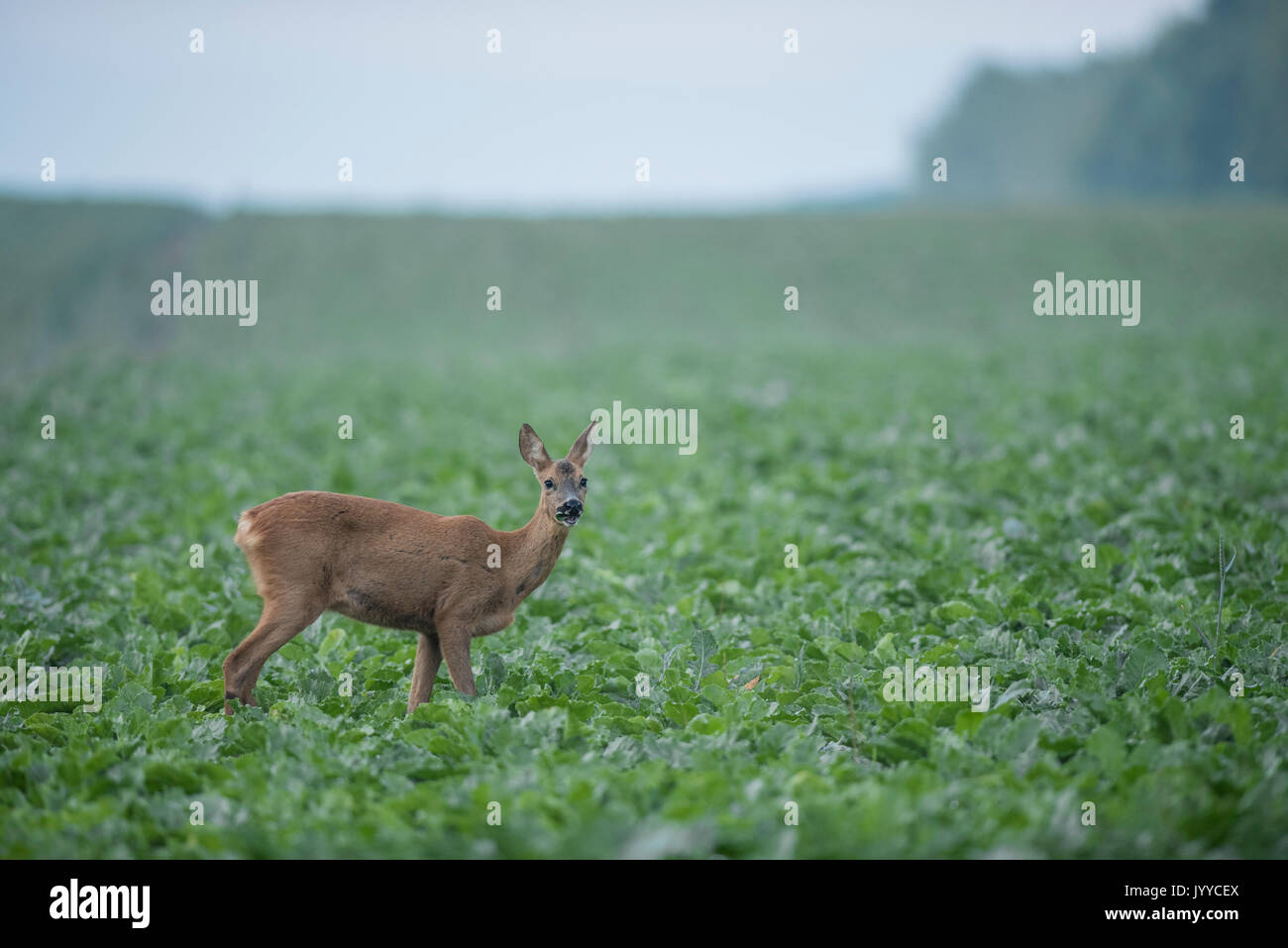 Eastern roe deer hi-res stock photography and images - Alamy