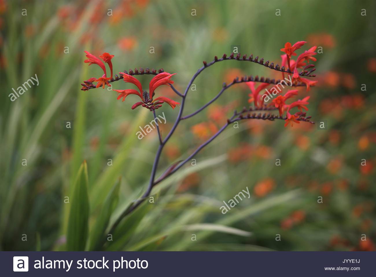 The wonderful colour of roadside grass and plants in County Kerry ...