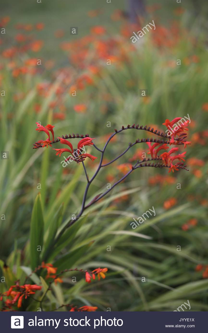 The wonderful colour of roadside grass and plants in County Kerry ...