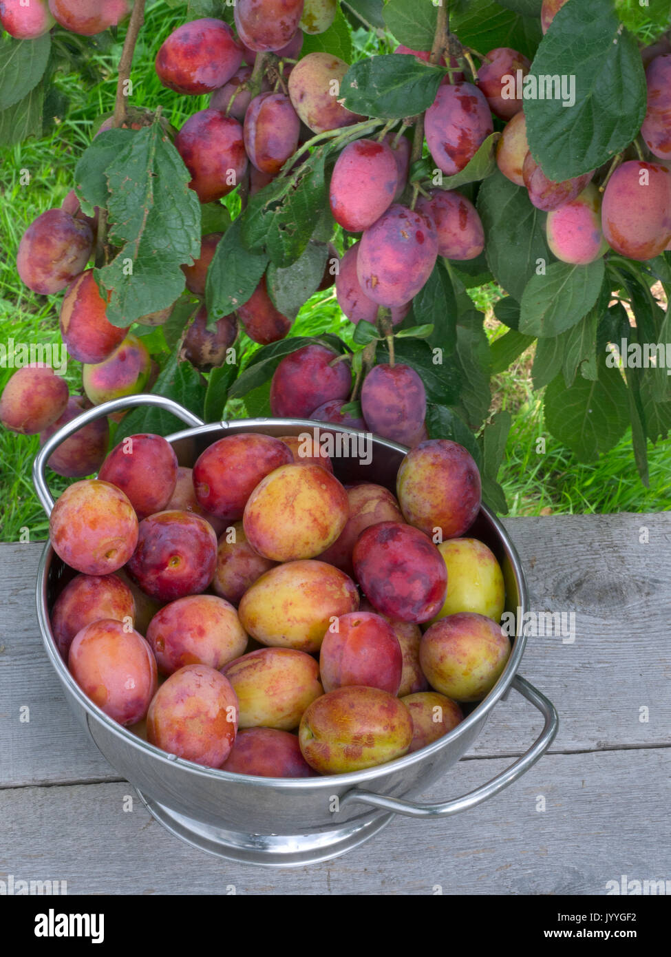 Victoria Plums ripe and ready to gather in garden setting Stock Photo ...