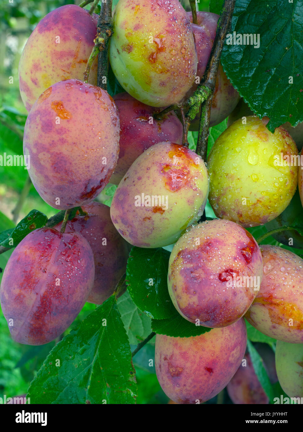 Victoria plum orchard hi-res stock photography and images - Alamy