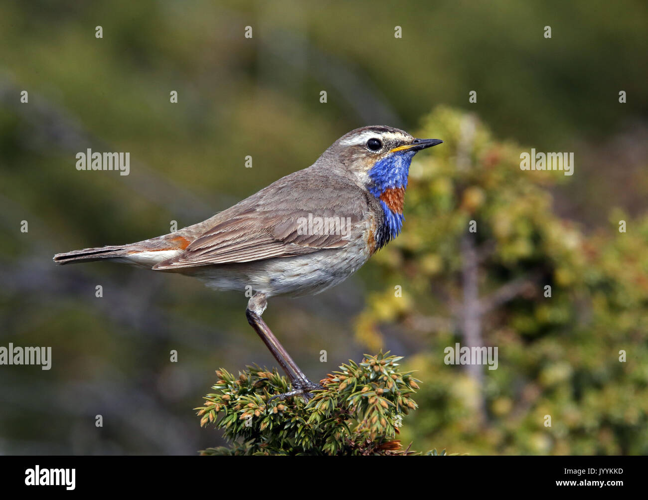 Luscinia luscinia sweden hi-res stock photography and images - Alamy