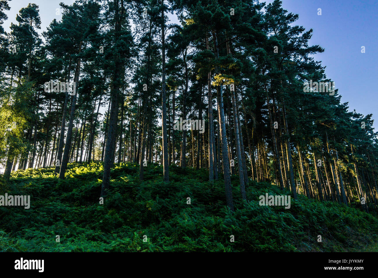 Tall trees in a forest hi-res stock photography and images - Alamy