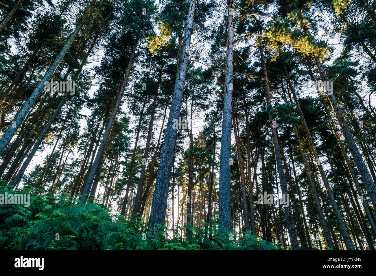 Tall trees in a forest hi-res stock photography and images - Alamy