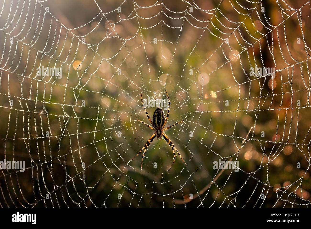 Condensation Trap High Resolution Stock Photography and Images - Alamy