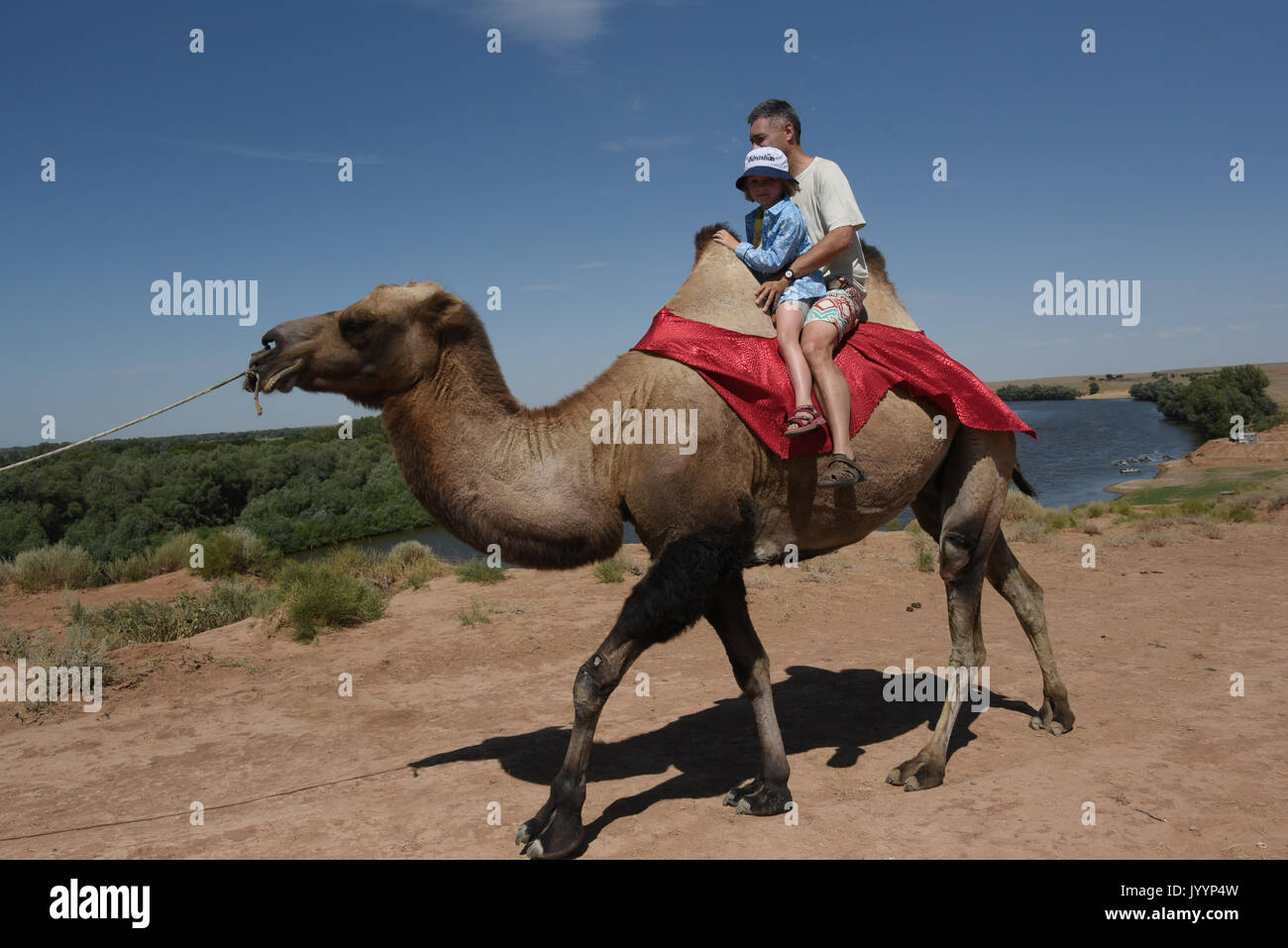 Bactrian camel riding for tourists in Astrakhan desert, Russia Stock ...