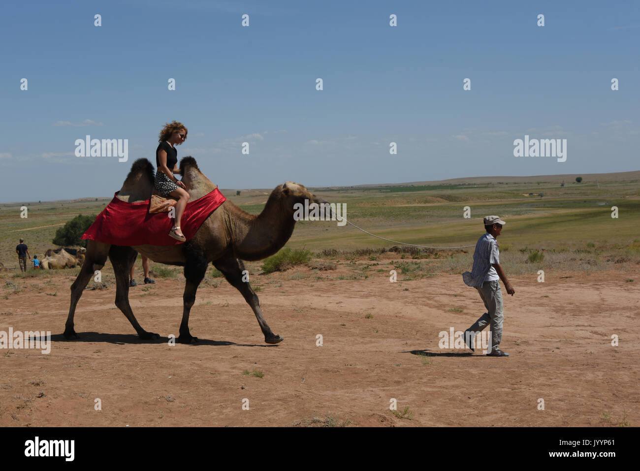 Bactrian camel riding for tourists in Astrakhan desert, Russia Stock ...