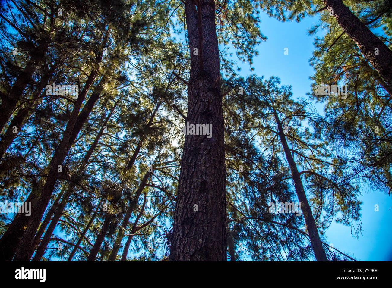pine tree way Stock Photo - Alamy