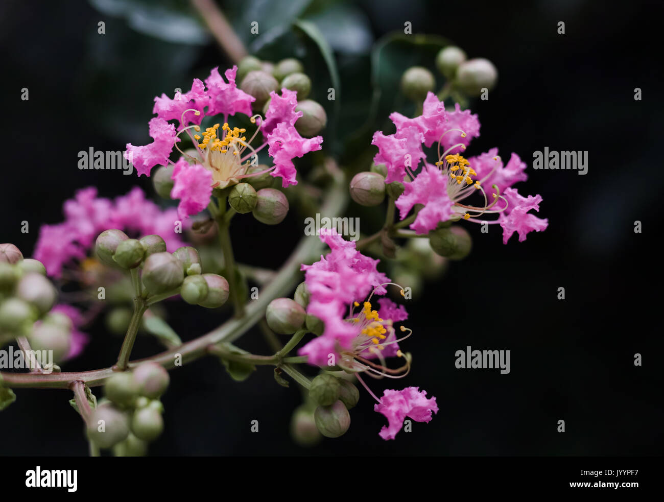 Closeup crape myrtle tree hi-res stock photography and images - Alamy