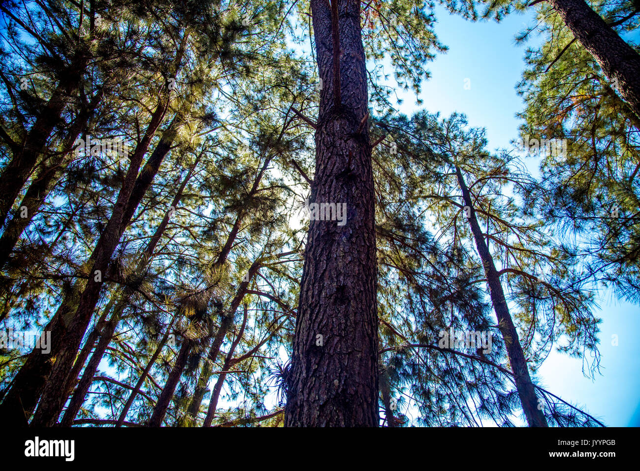 pine tree way Stock Photo - Alamy
