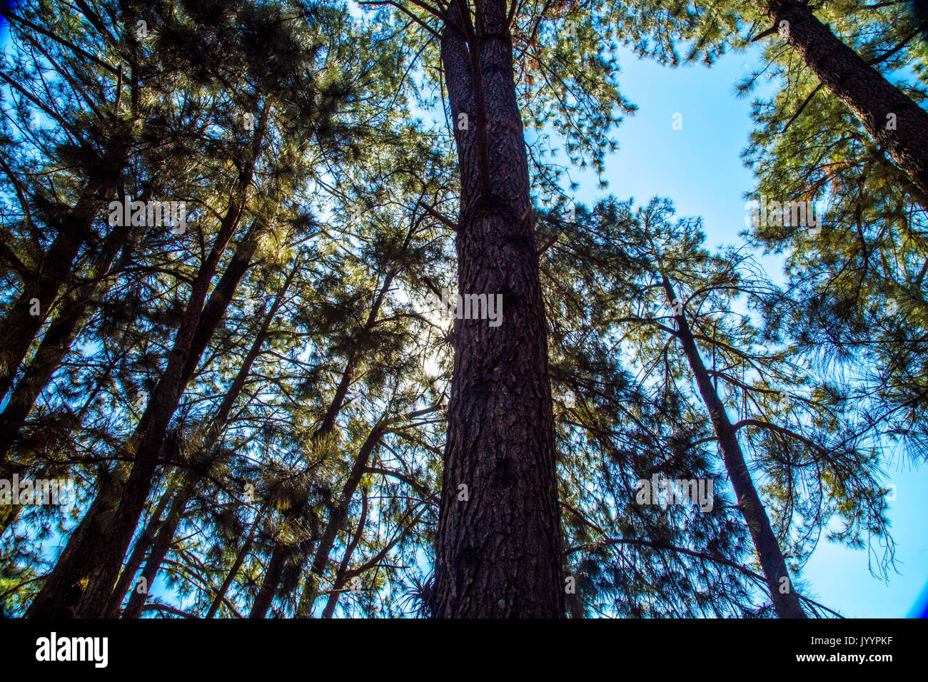 pine tree way Stock Photo - Alamy