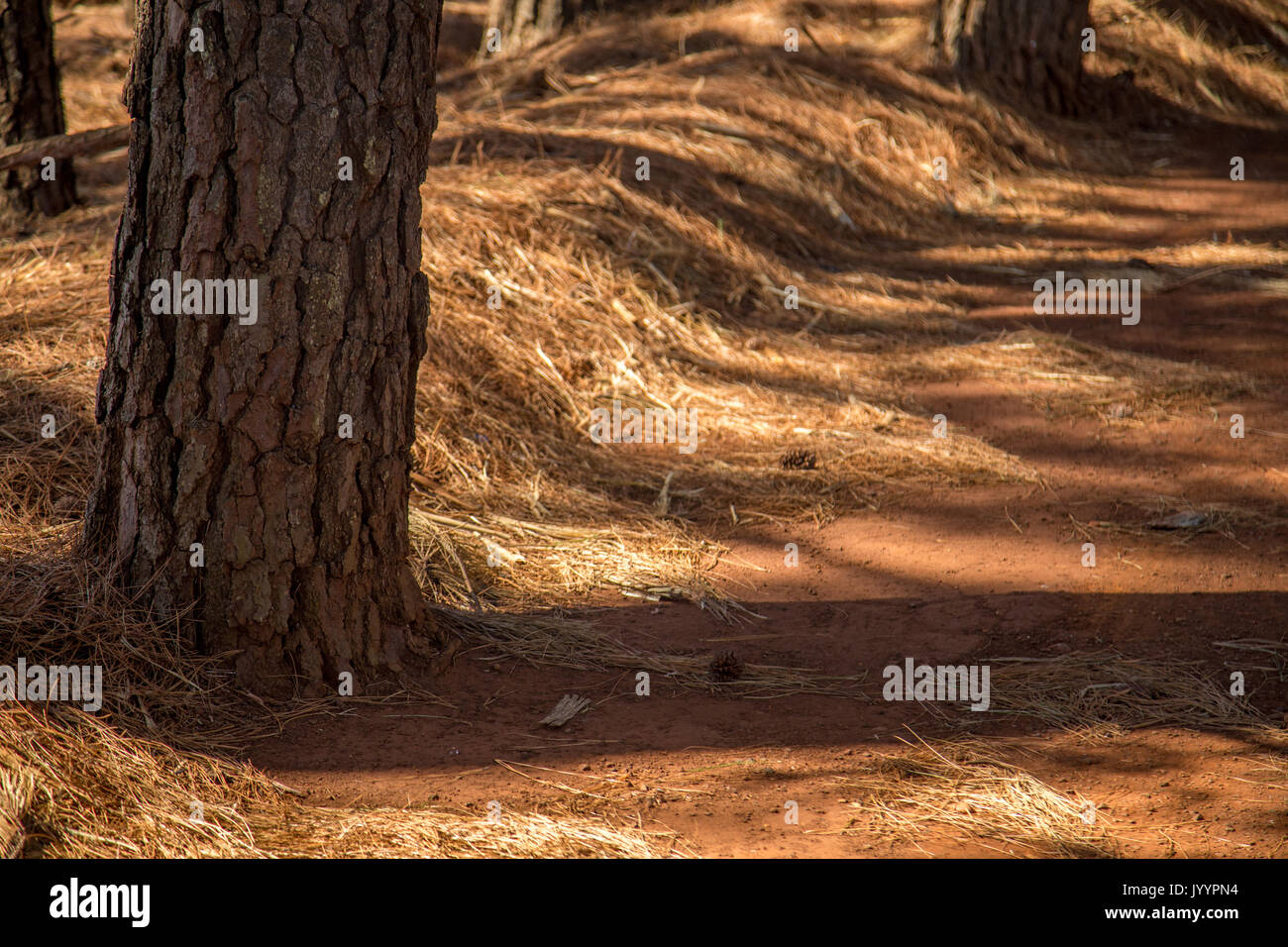 pine tree way Stock Photo - Alamy