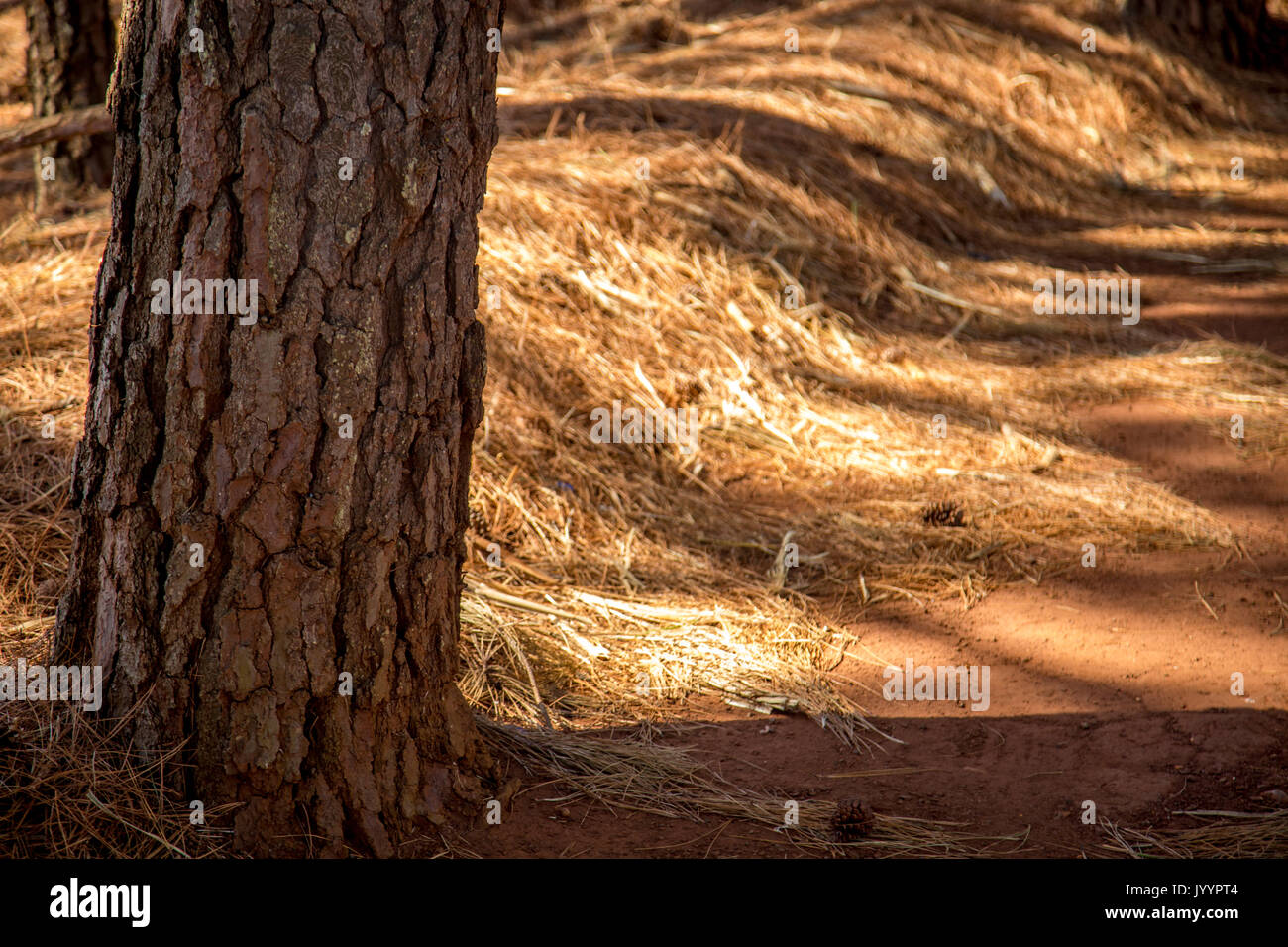pine tree way Stock Photo - Alamy