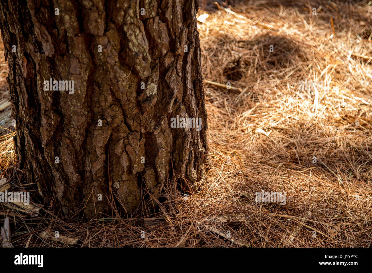 pine tree way Stock Photo - Alamy
