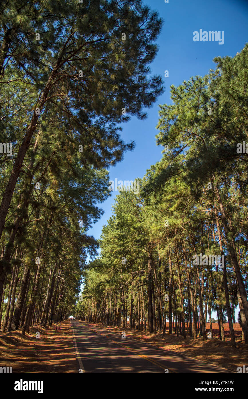 pine tree way Stock Photo - Alamy