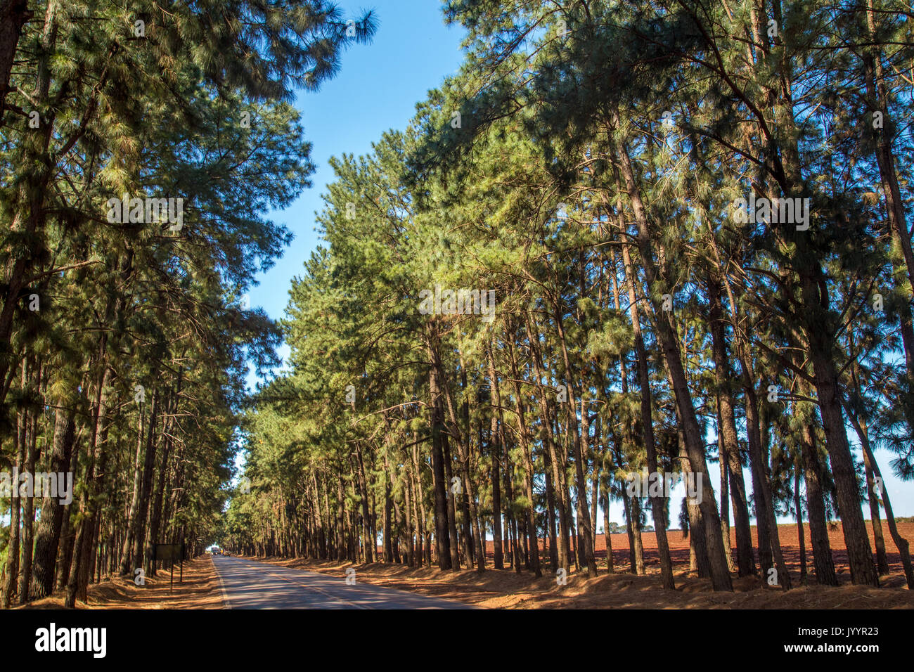 pine tree way Stock Photo - Alamy