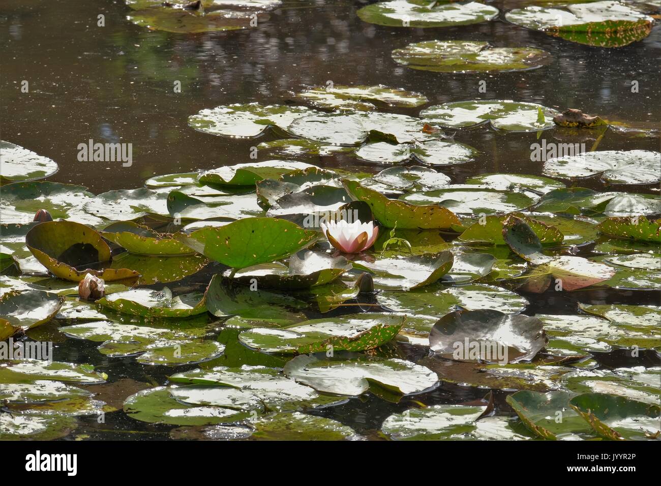 water lilies lily pads Stock Photo - Alamy