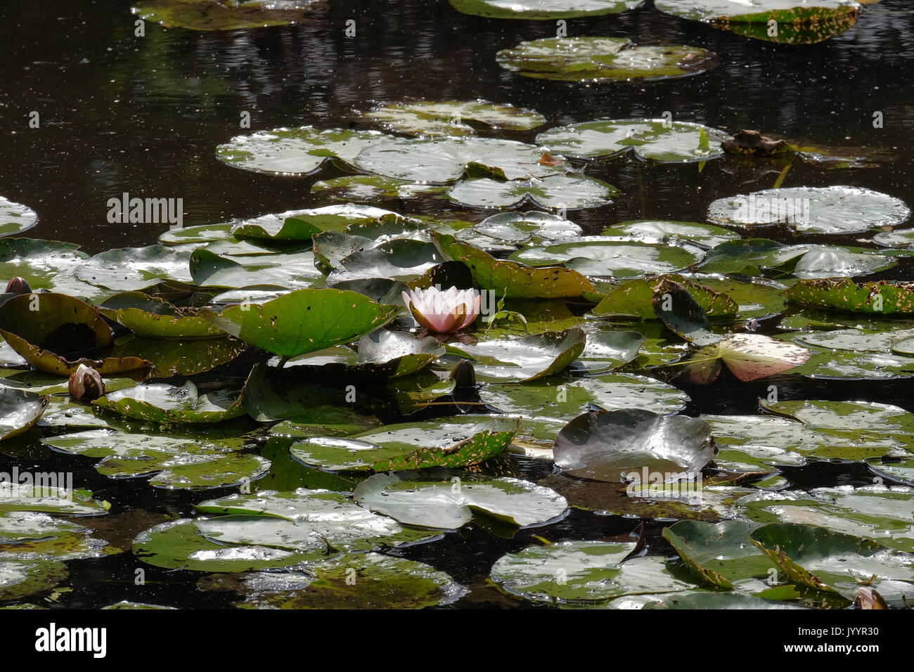 water lilies lily pads Stock Photo - Alamy