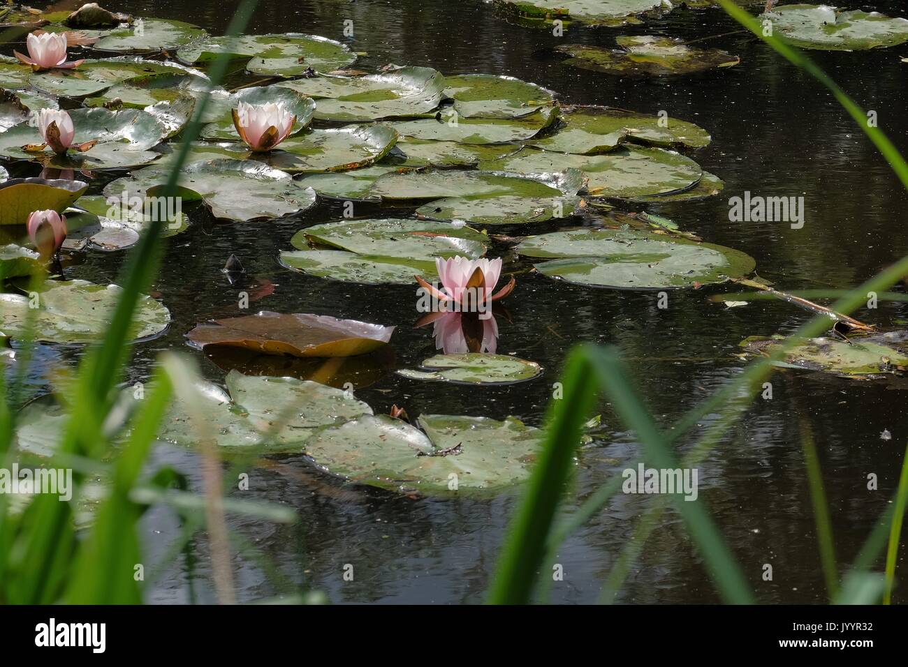 water lilies lily pads Stock Photo - Alamy