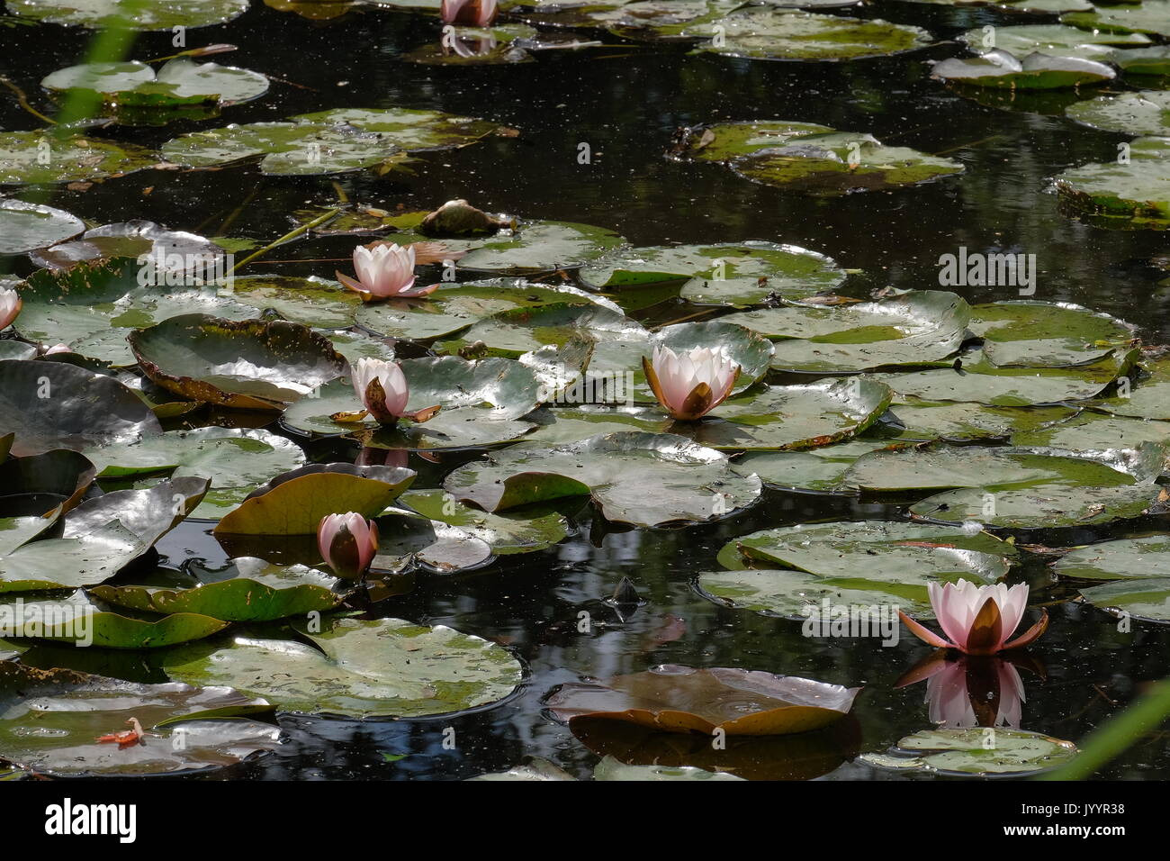 water lilies lily pads Stock Photo - Alamy