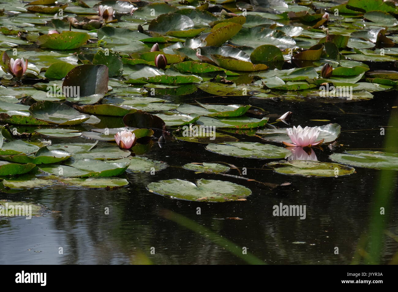 water lilies lily pads Stock Photo - Alamy