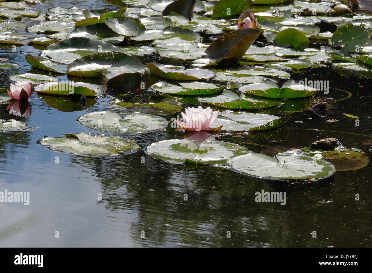 water lilies lily pads Stock Photo - Alamy