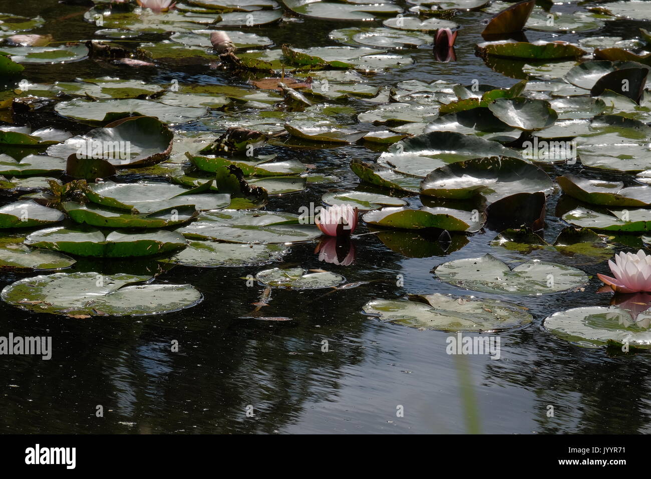 water lilies lily pads Stock Photo - Alamy