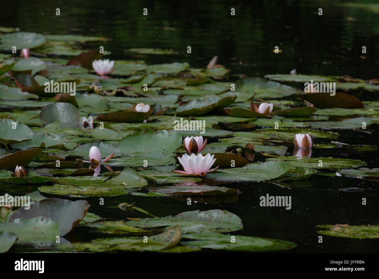 water lilies lily pads Stock Photo - Alamy