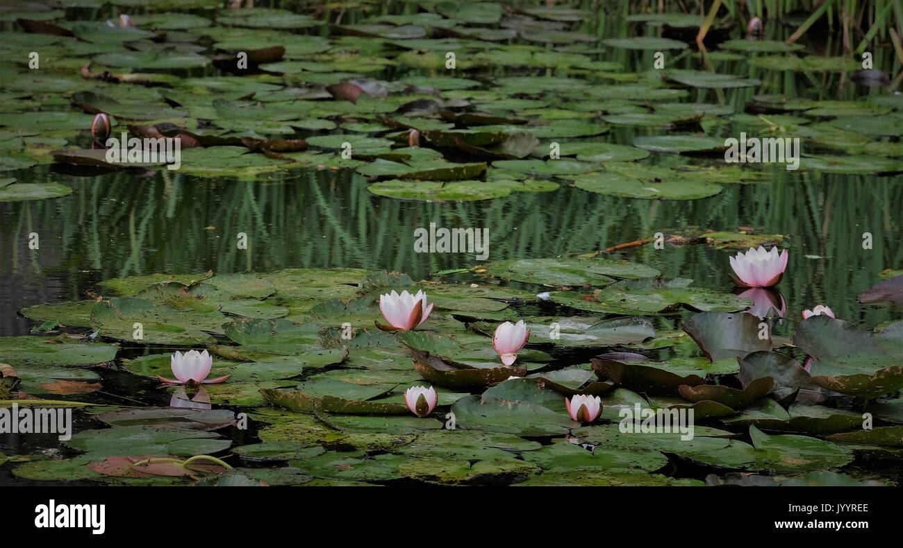 water lilies lily pads Stock Photo - Alamy