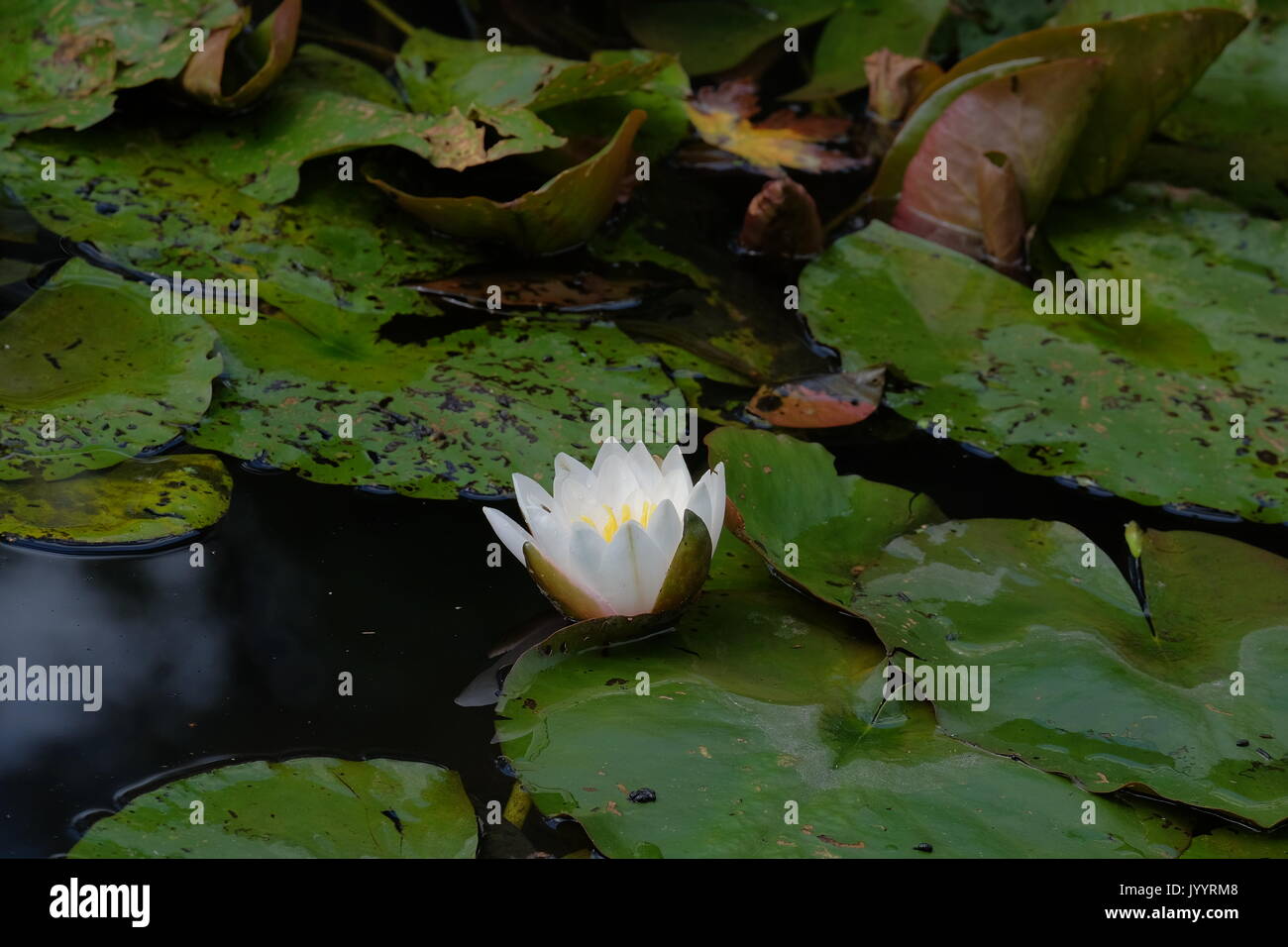 water lilies lily pads Stock Photo - Alamy