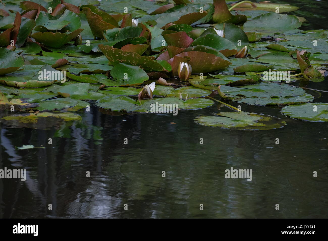 water lilies lily pads Stock Photo - Alamy