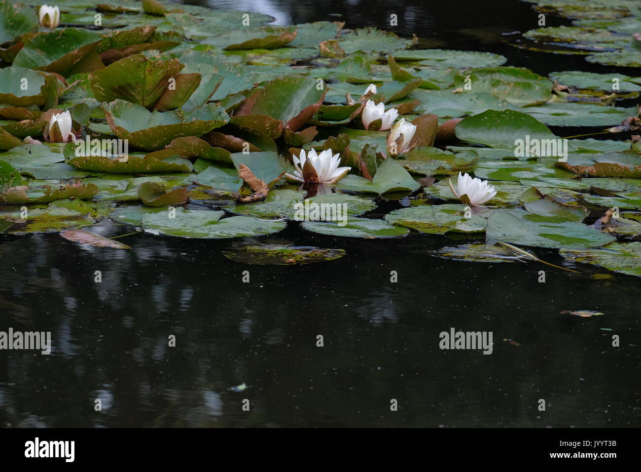 water lilies lily pads Stock Photo - Alamy
