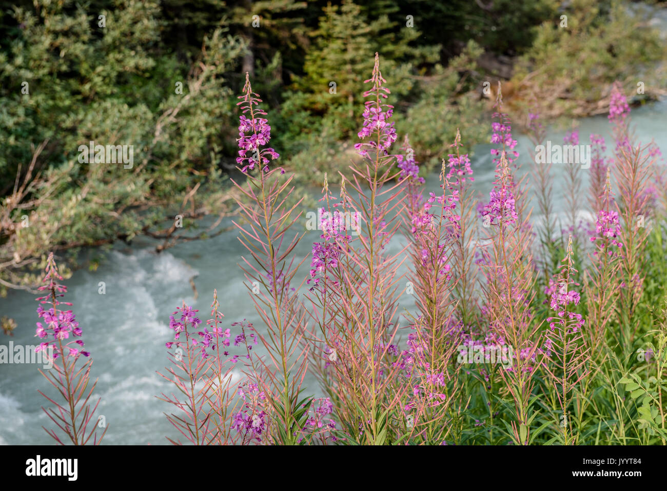Wildflowers in front of stream Stock Photo - Alamy