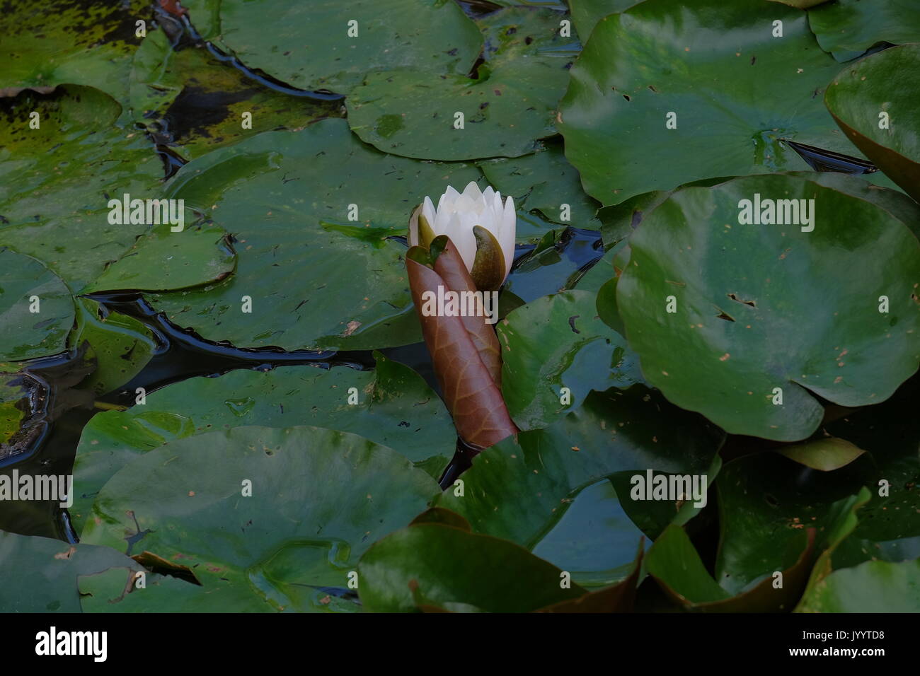 water lilies lily pads Stock Photo - Alamy