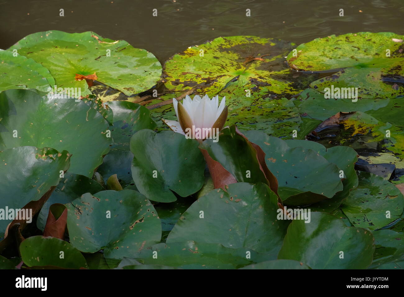 water lilies lily pads Stock Photo - Alamy
