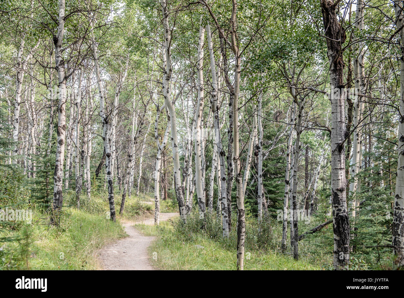 Aspen jasper national park hi-res stock photography and images - Alamy