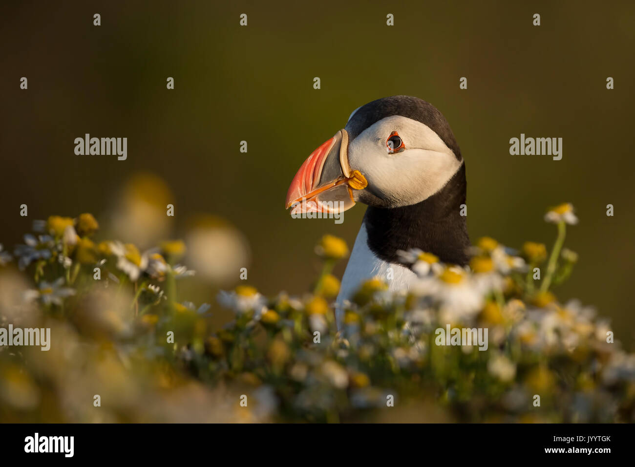 Golden puffin hi-res stock photography and images - Alamy