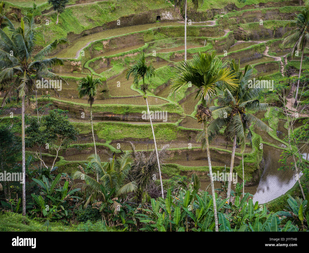 BALI, rice fields Stock Photo - Alamy