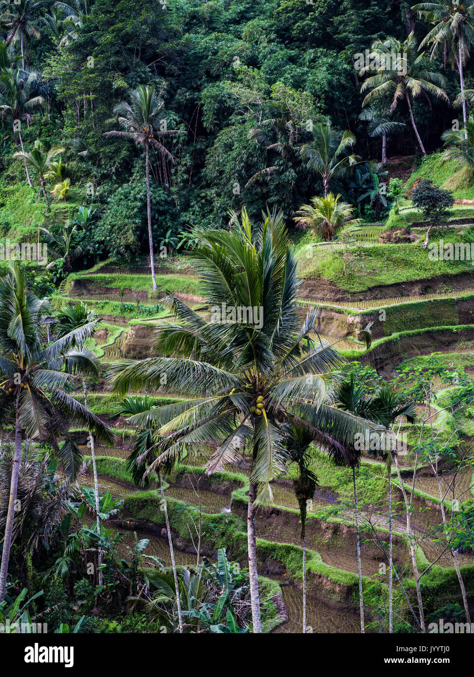 BALI, rice fields Stock Photo - Alamy