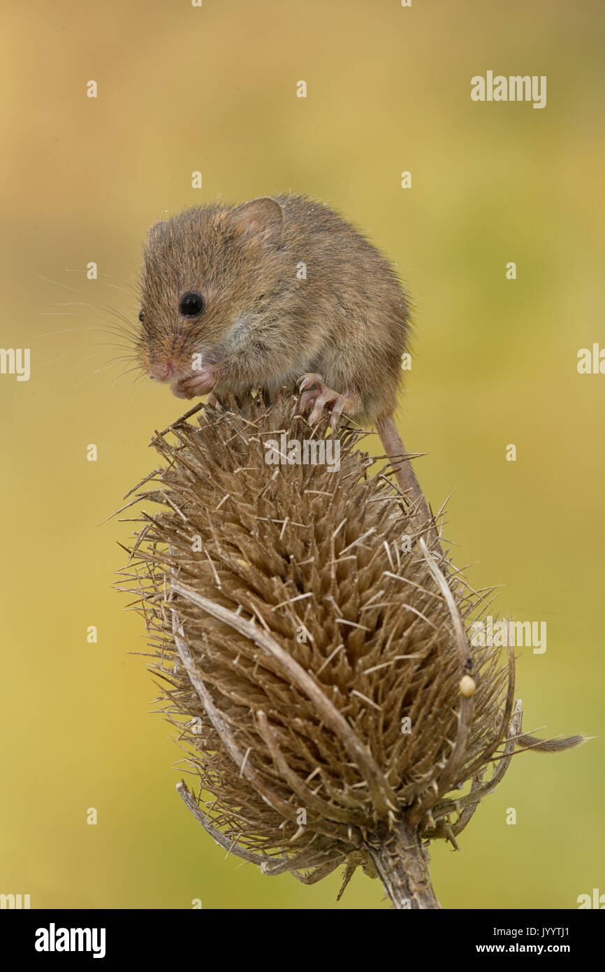 Old world harvest mouse hi-res stock photography and images - Alamy