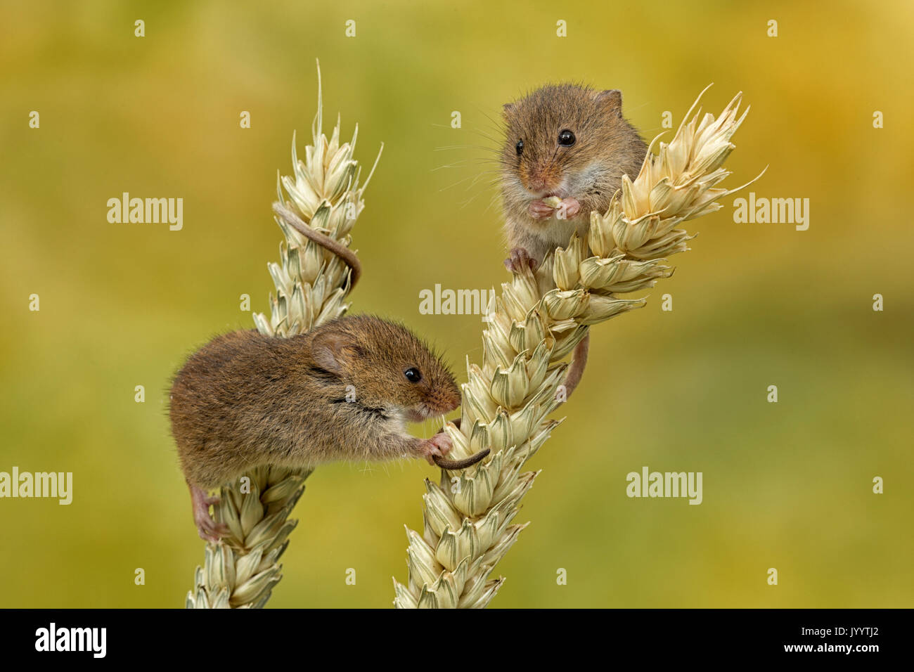 Old world harvest mouse hi-res stock photography and images - Alamy