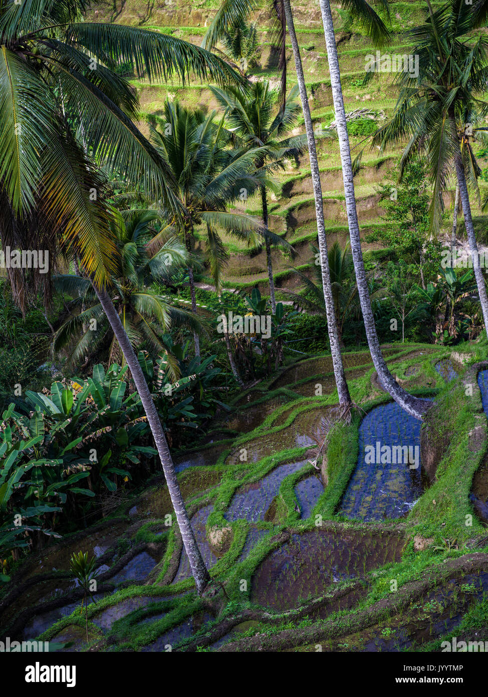 BALI, rice fields Stock Photo - Alamy