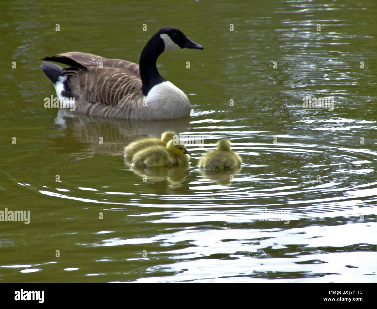 Young Geese and their Mother Stock Photo - Alamy