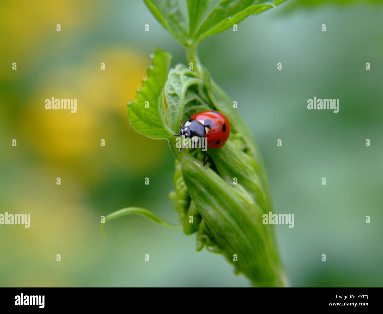 7 spotted lady bird hi-res stock photography and images - Alamy