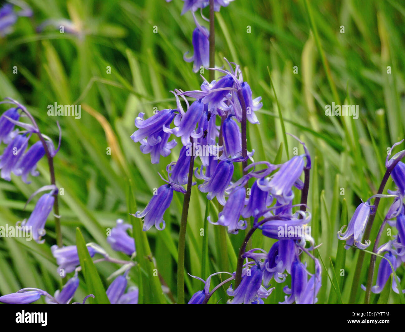 Common bells hi-res stock photography and images - Alamy