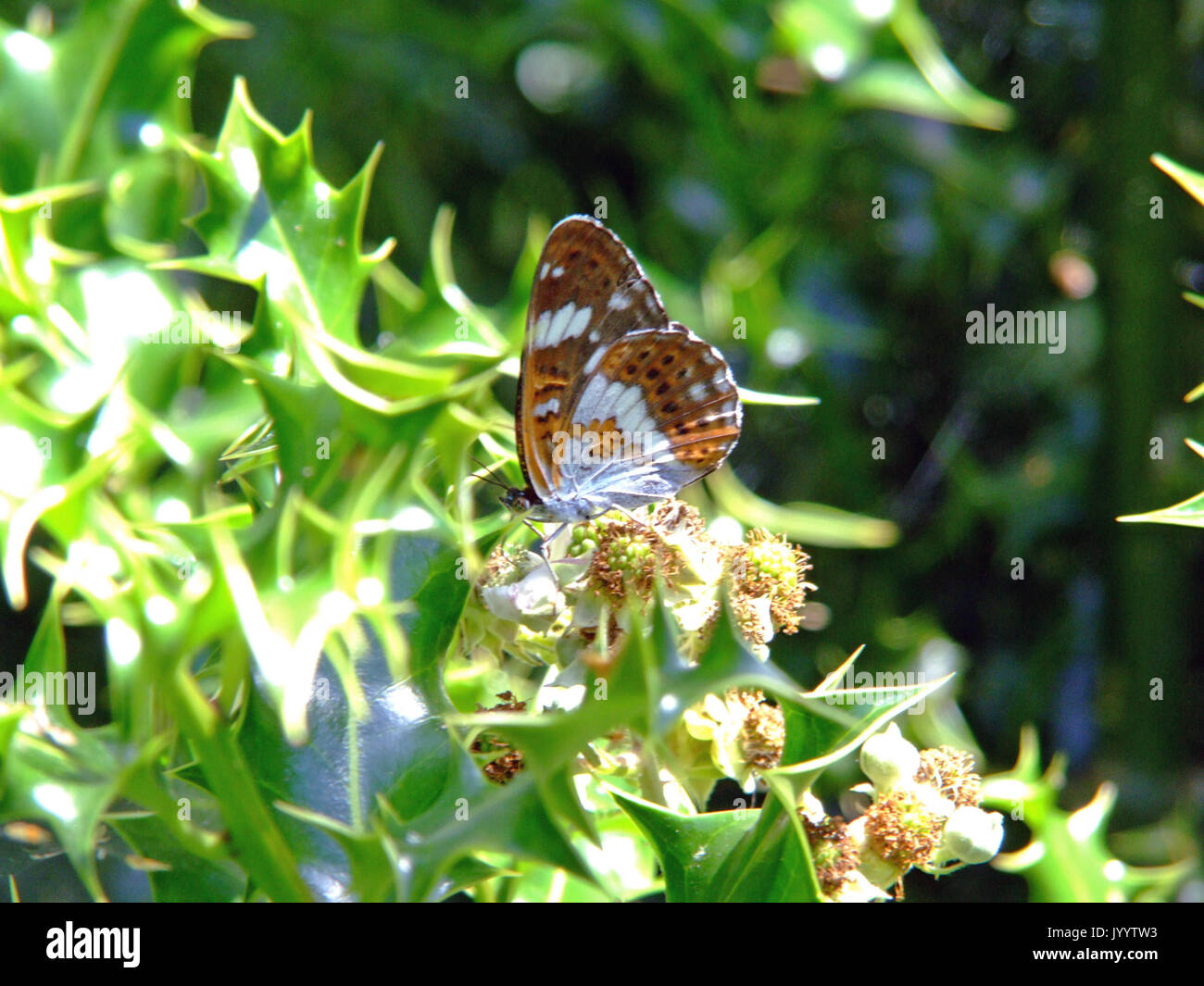 Butterfly resting under leaf hi-res stock photography and images - Alamy
