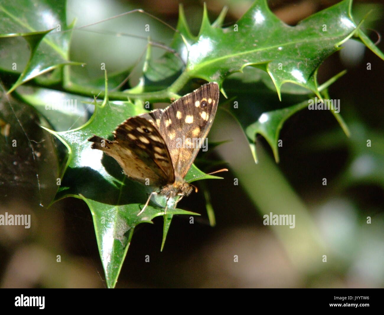Butterfly resting under leaf hi-res stock photography and images - Alamy